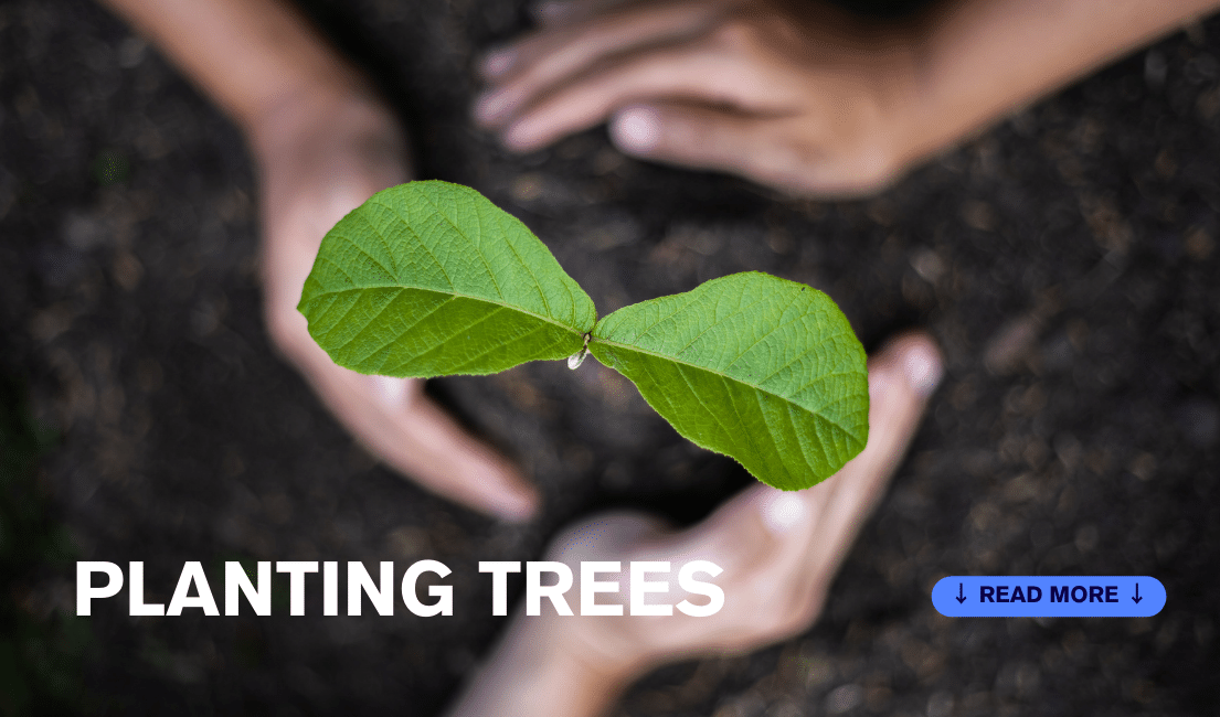 Planting Trees in Azad Kashmir - Kashmir Welfare Foundation